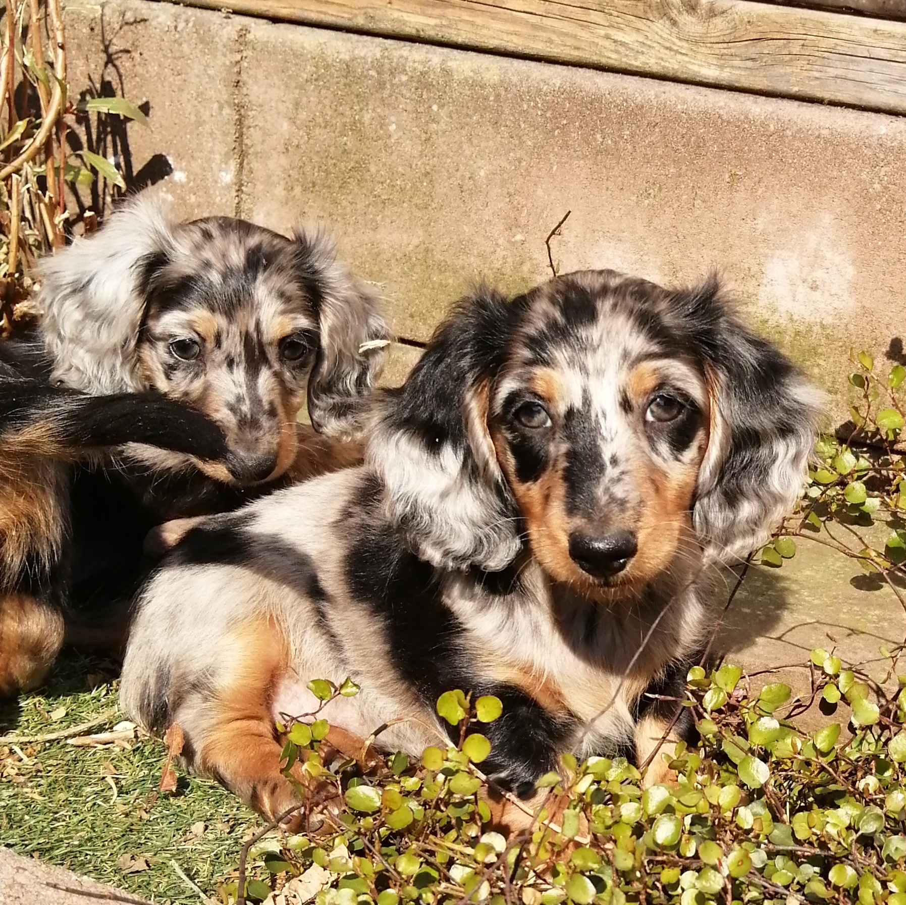 Langhaar dwerg pups