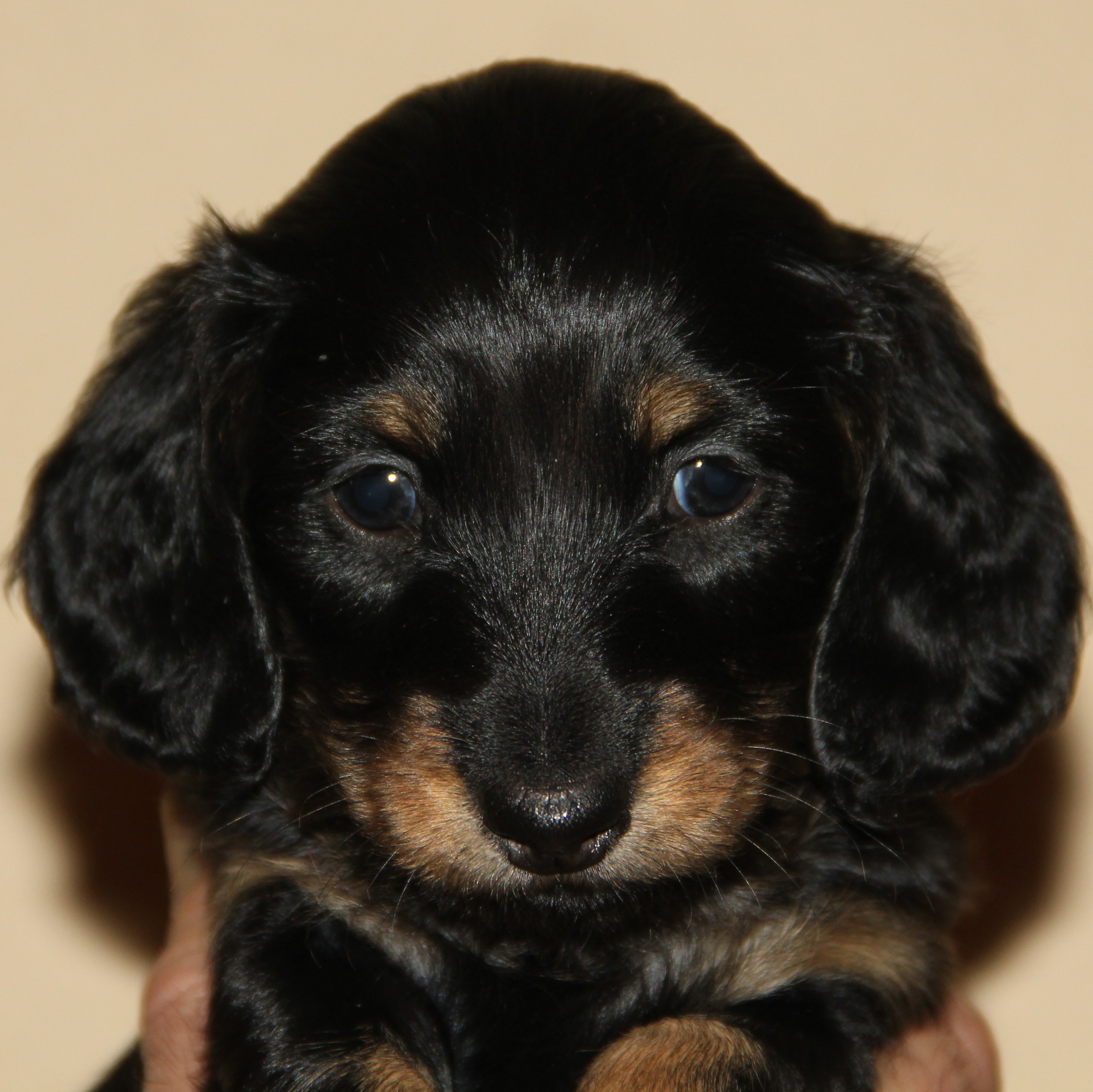 Langhaar dwerg pups