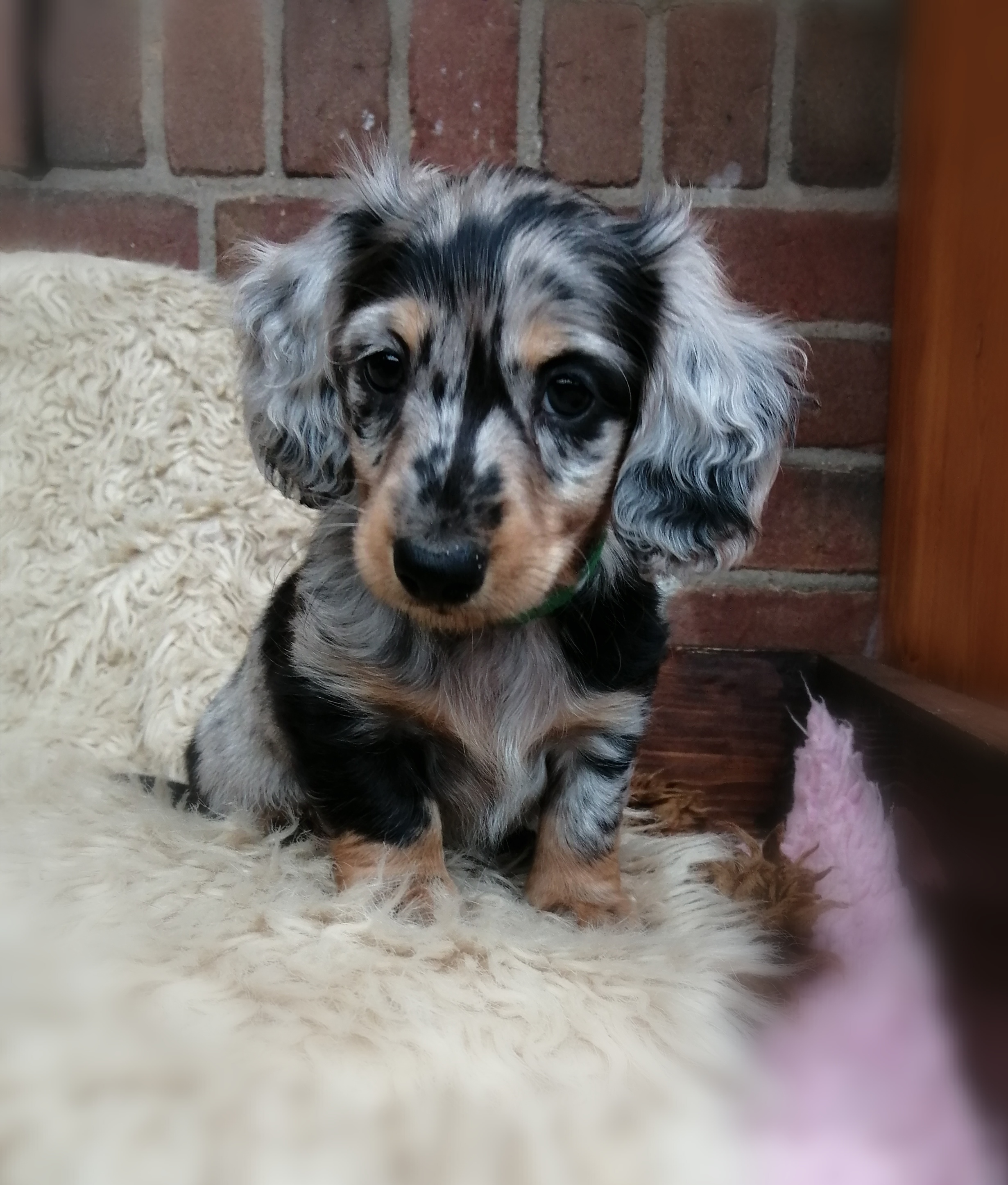 Langhaar dwerg pups