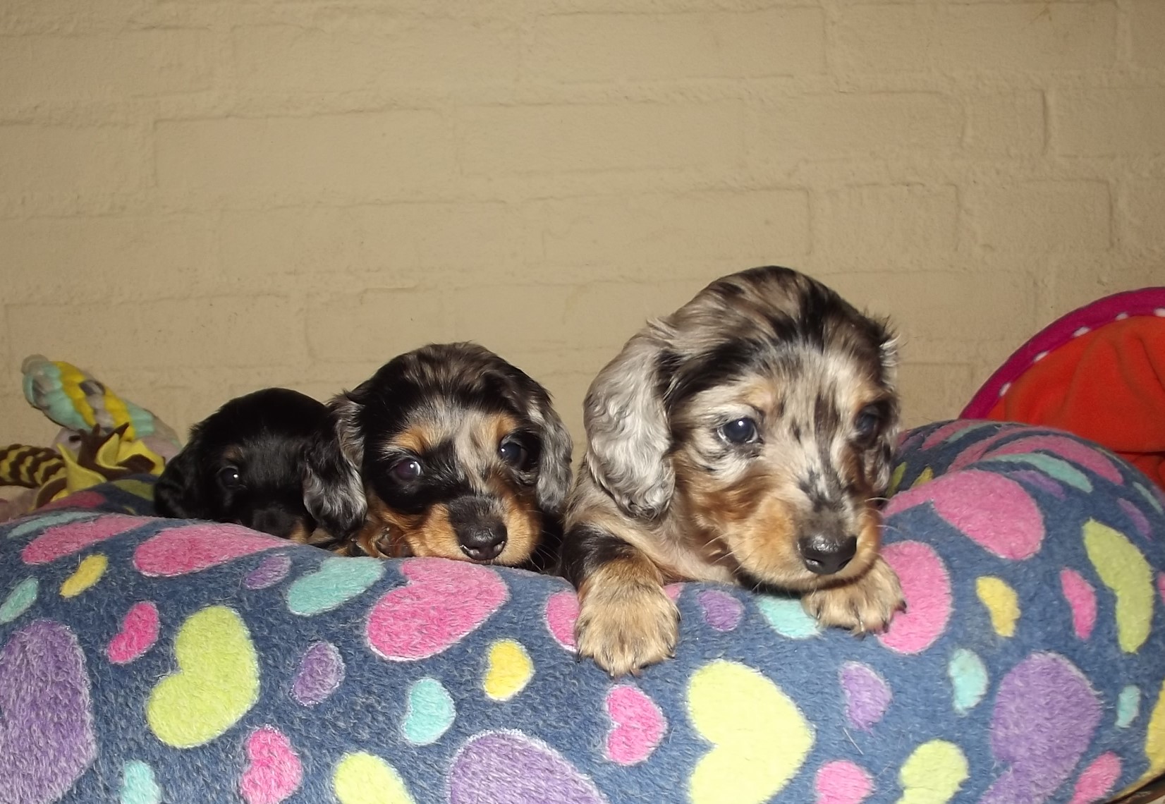 Langhaar dwerg pups
