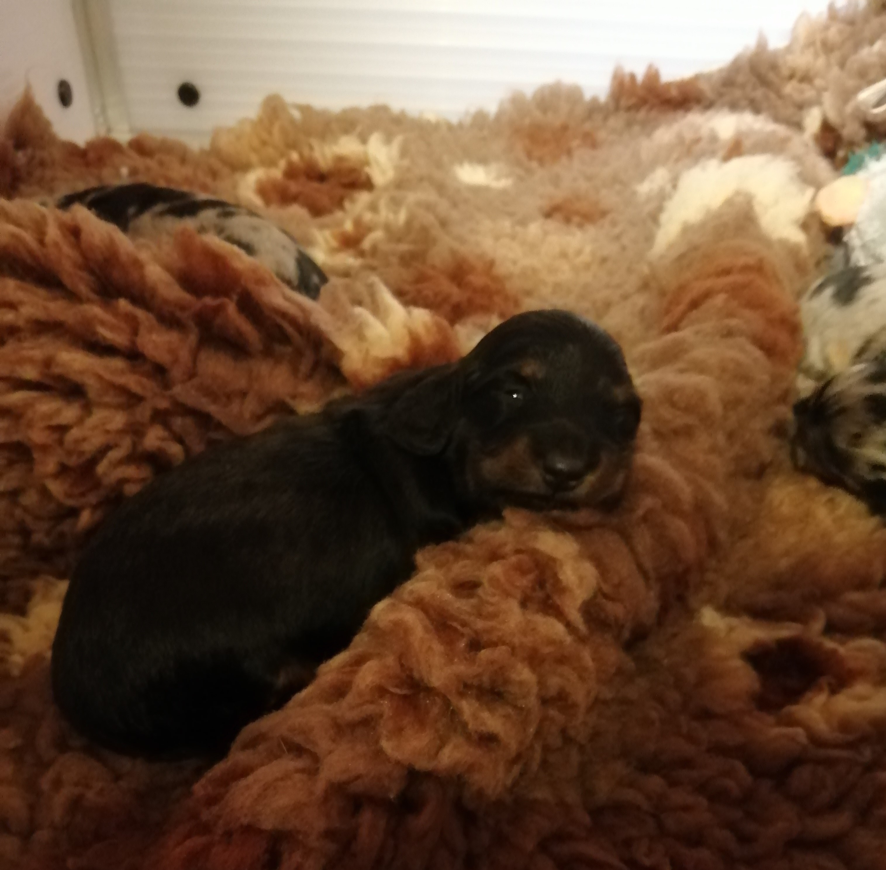 Langhaar dwerg pups