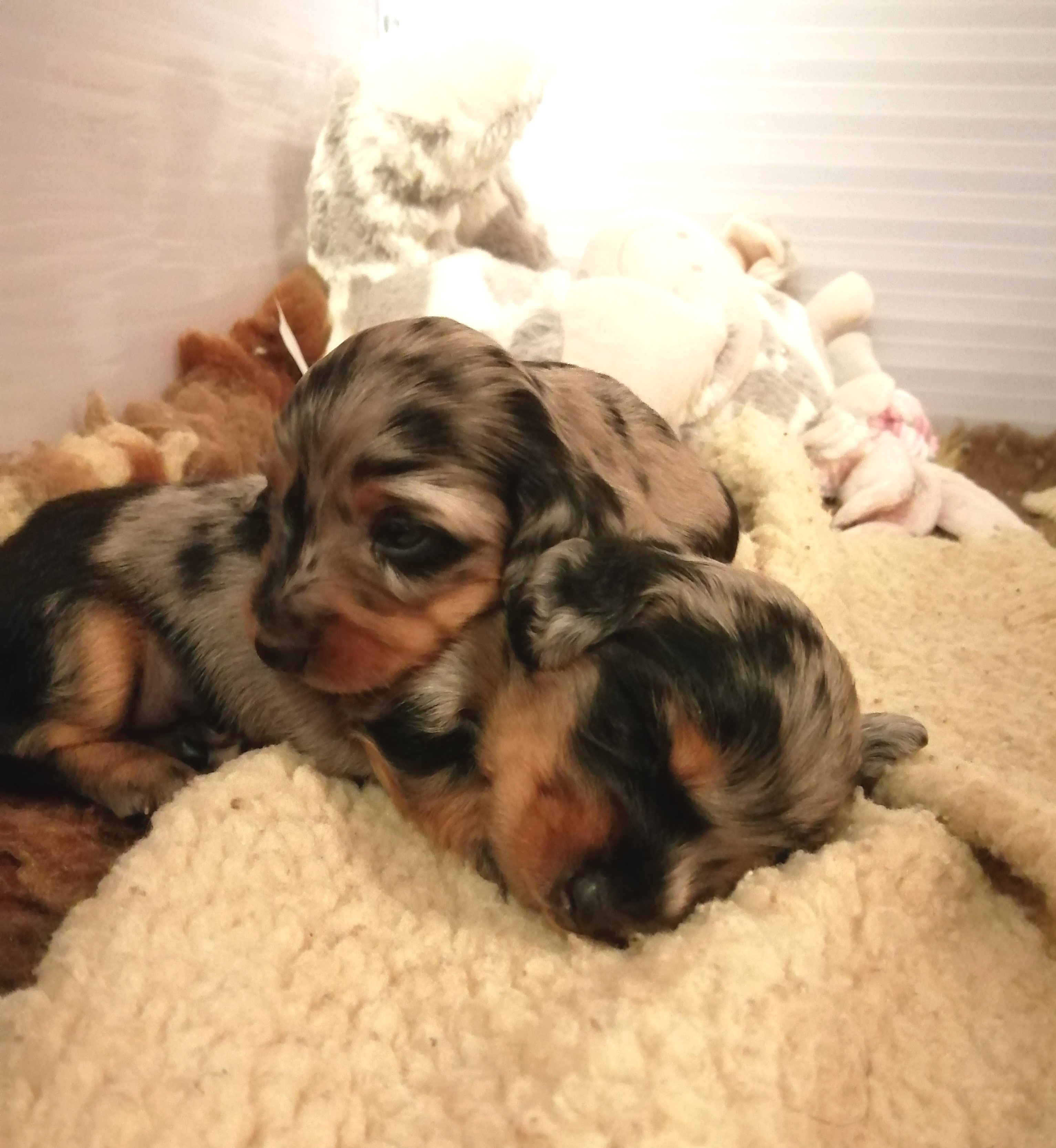 Langhaar dwerg pups
